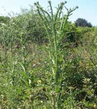 Piante che non si mangiano più a Rotondella (Matera) – Cucina Lucana